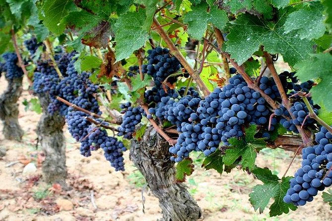 Touraine-Chenonceau Private Tour - Additional Tour Details