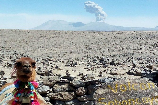 Tourist Bus Colca Canyon (Chivay) To Puno - Andean Flamingos and Reflections