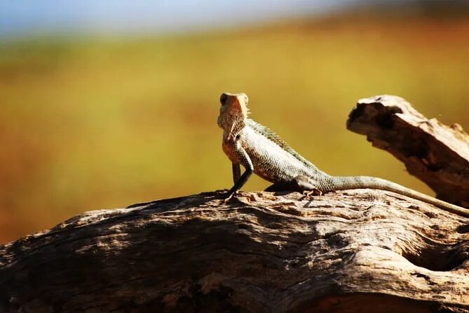 Tours and Transportation in Sri Lanka - The Sum Up