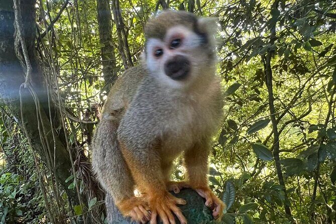 Tours From ATV VIP off road from amber cove Puerto Plata & Monos - Practical Tips for Making the Most of This Tour