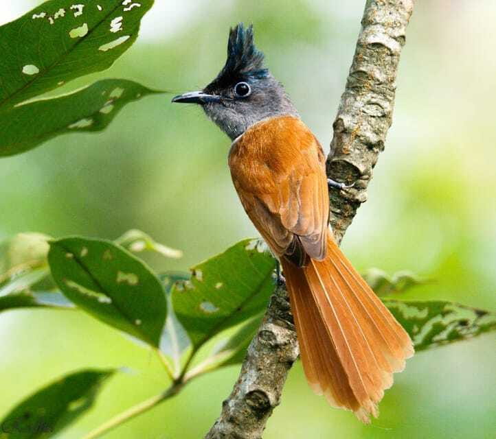 Tower Night Stay & Excursing through Chitwan National Park - FAQ