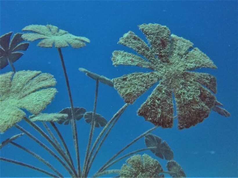 Townsville & Magnetic Island: MOUA & Great Barrier Reef Trip - Practical Considerations