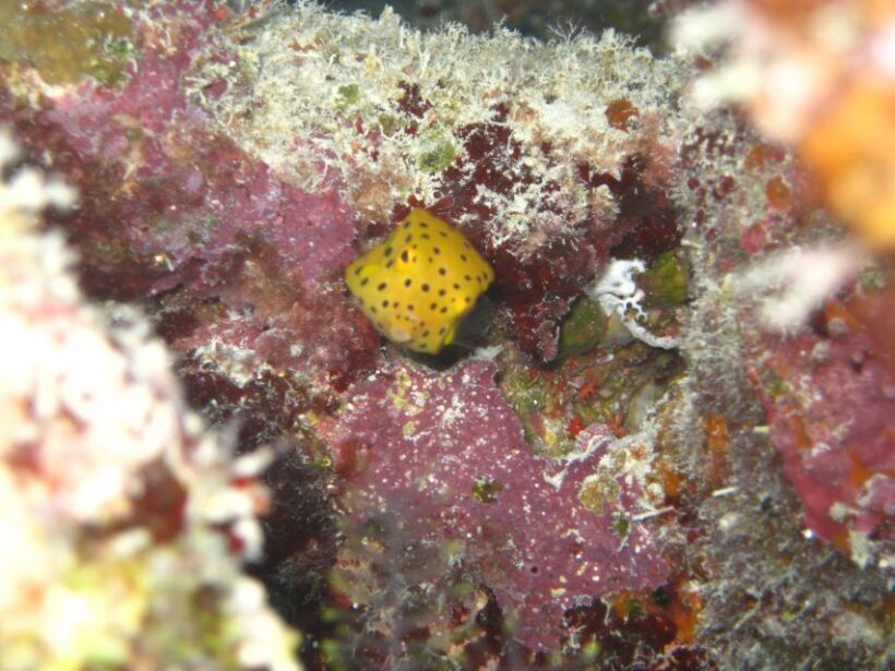 Townsville & Magnetic Island: MOUA & Great Barrier Reef Trip - Who Will Enjoy This Tour?