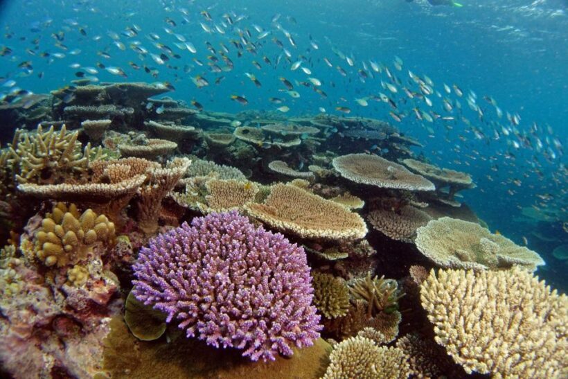 Townsville & Magnetic Island: MOUA & Great Barrier Reef Trip - Final Thoughts: Why Choose This Tour?
