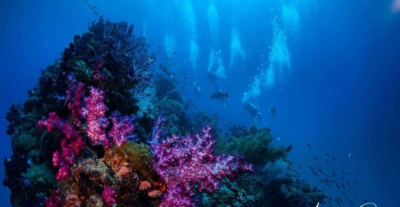 Townsville or Magnetic Island: Yongala Wreck Dive Day Trip - The Itinerary: What to Expect on Your Day
