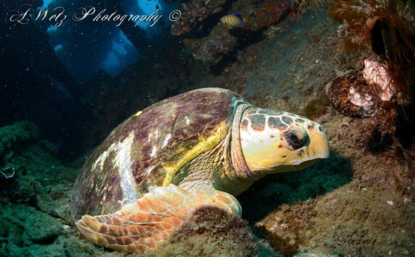Townsville or Magnetic Island: Yongala Wreck Dive Day Trip - Practical Tips for Your Trip