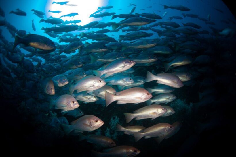 Townsville or Magnetic Island: Yongala Wreck Dive Day Trip - The Sum Up: Who Should Consider This Tour?