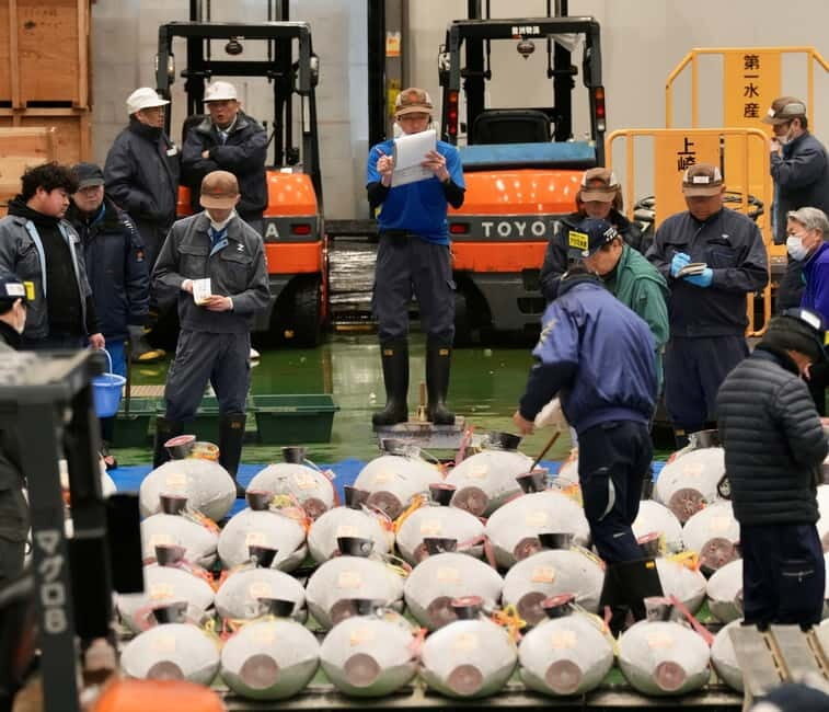 Toyosu market; Tuna Auction morning tour - An Introduction to the Experience