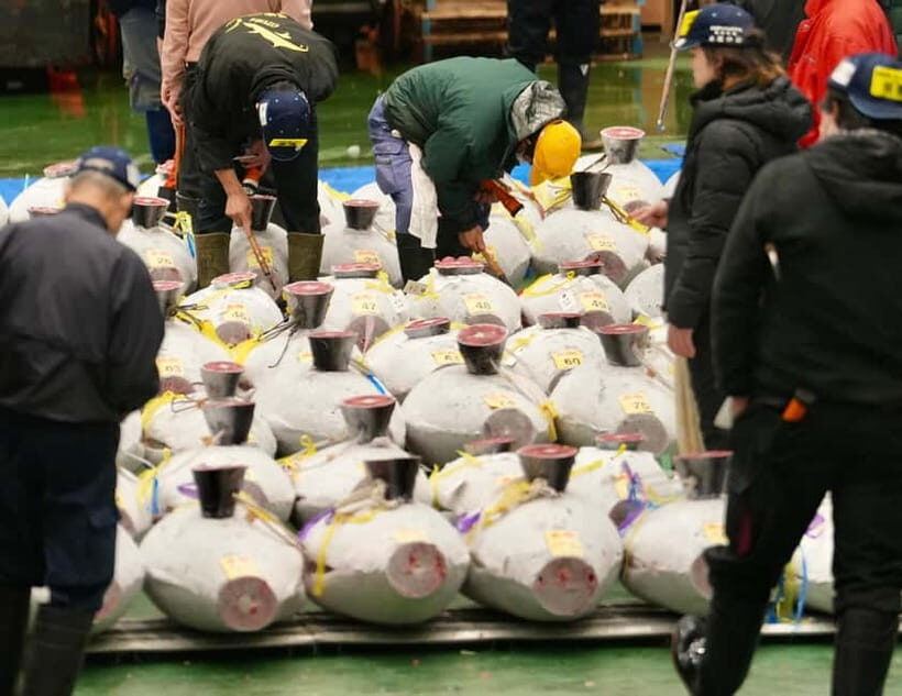 Toyosu market; Tuna Auction morning tour - Practical Details and Tips