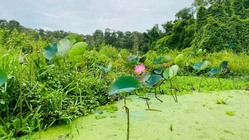 Tra Su Forest Full Day Tour From Can Tho city - In-Depth Look at the Tra Su Forest Full Day Tour