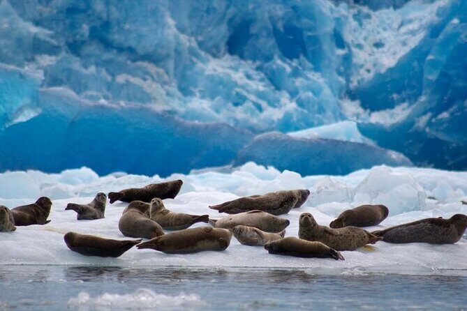 Tracy Arm Fjord and Glacier Explorer from Juneau - Practical Tips for Travelers
