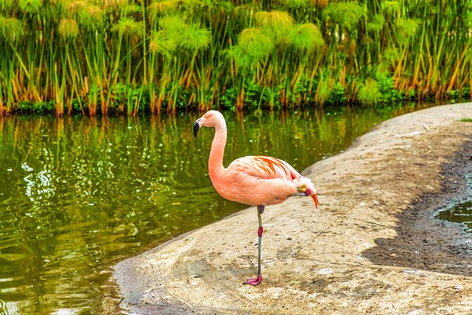 Traditional City Tour - Navigating Language Barriers