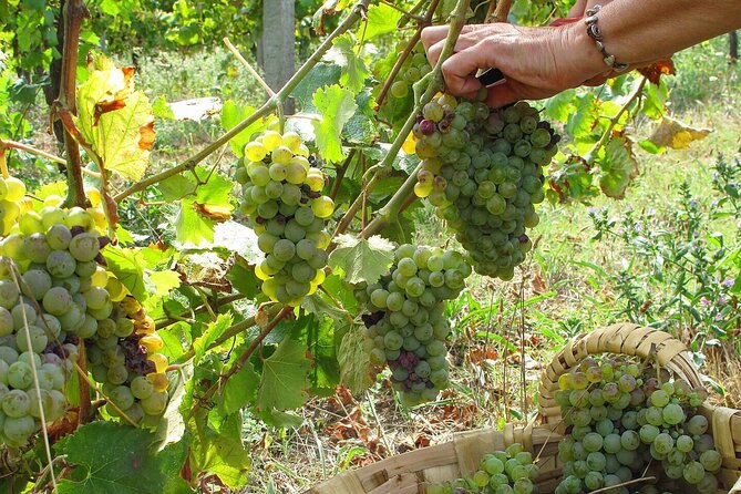 Traditional Cooking Class, Farm Tour & Lunch in the Douro Valley - Meet Your Hosts