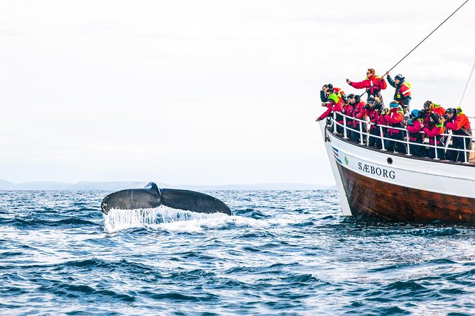 Traditional Oak Ship Whale Watching Tour Review - Common Highlights