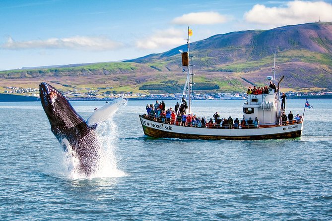 Traditional Oak Ship Whale Watching Tour Review - Areas for Improvement