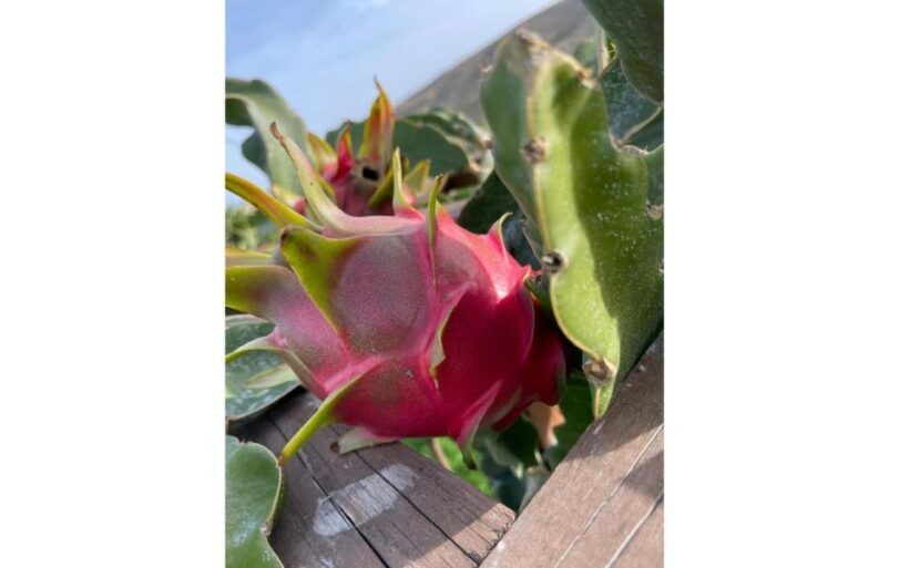 Traditional Olive Grove and Dragon Fruit Farm Tour - Key Points