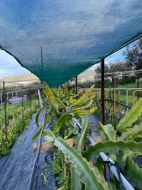 Traditional Olive Grove and Dragon Fruit Farm Tour - A Practical Guide to the Olive and Dragon Fruit Tour in Crete