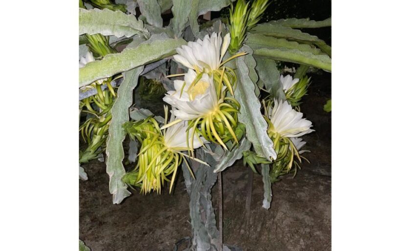 Traditional Olive Grove and Dragon Fruit Farm Tour - Practical Details