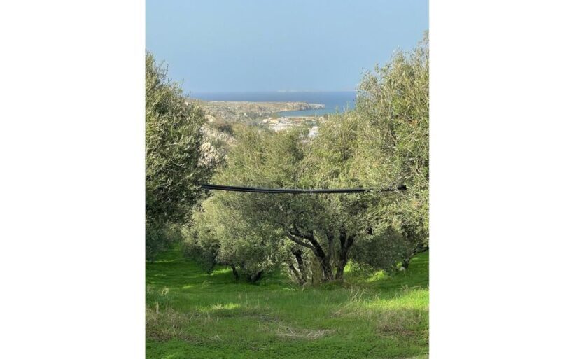 Traditional Olive Grove and Dragon Fruit Farm Tour - FAQ