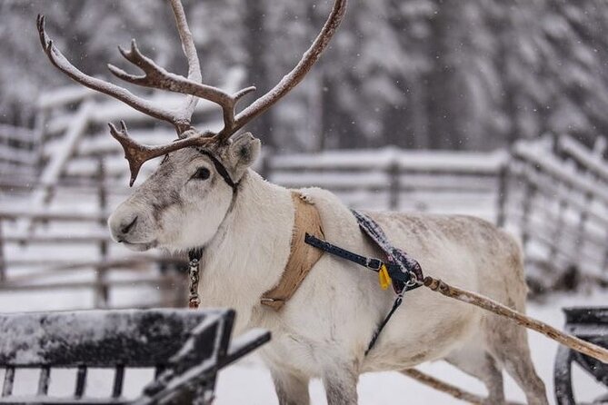 Traditional Reindeer Farm Visit with a Short Sleigh Ride - Authenticity and Practicality—What Travelers Say