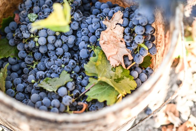 Traditional Tour Viña Cousiño Macul Official Portuguese - Getting to the Winery