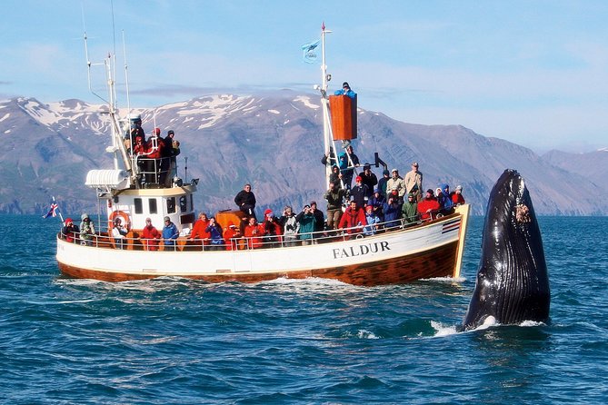 Traditional Whale Watching Tour From Húsavík - Inclusions and Requirements