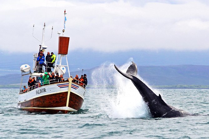 Traditional Whale Watching Tour From Húsavík - Meeting and Departure Information