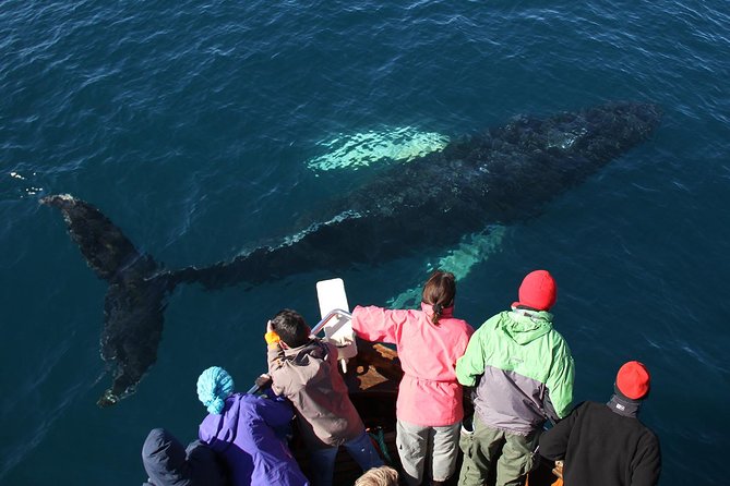 Traditional Whale Watching Tour From Húsavík - Cancellation and Refund Policy
