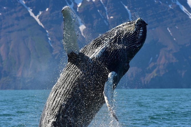 Traditional Whale Watching Tour From Húsavík - Reasons to Explore Skjálfandi Bay