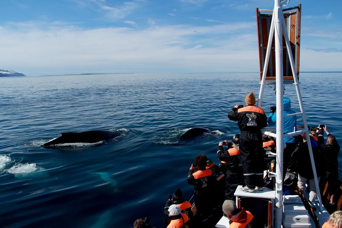 Traditional Whale Watching Tour From Húsavík - What to Expect on the Whale Watching Adventure