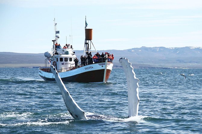 Traditional Whale Watching Tour From Húsavík - The Sum Up