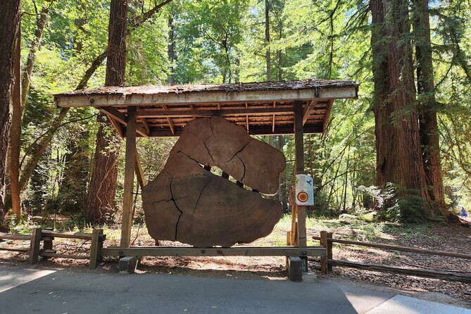 Train Ride Adventure through Mother Natures Giant Redwoods Park - Who Would Love This Tour?