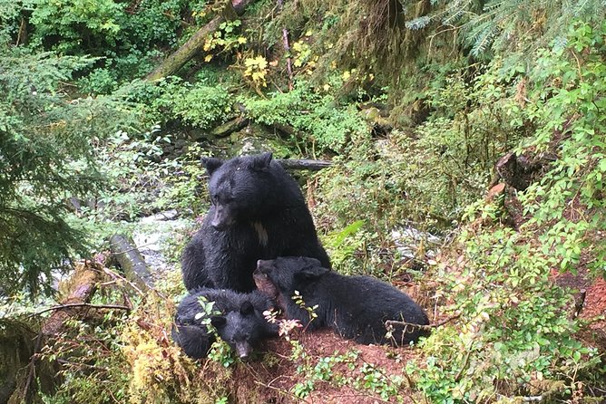 Traitors Cove Bear Viewing - Practical Details: What to Expect and What Not