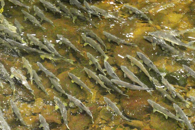 Traitors Cove Bear Viewing - The Sum Up