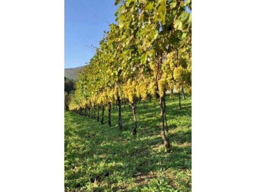 Tramonti: Tenuta San Francesco Wine Tasting - Overview of the Experience