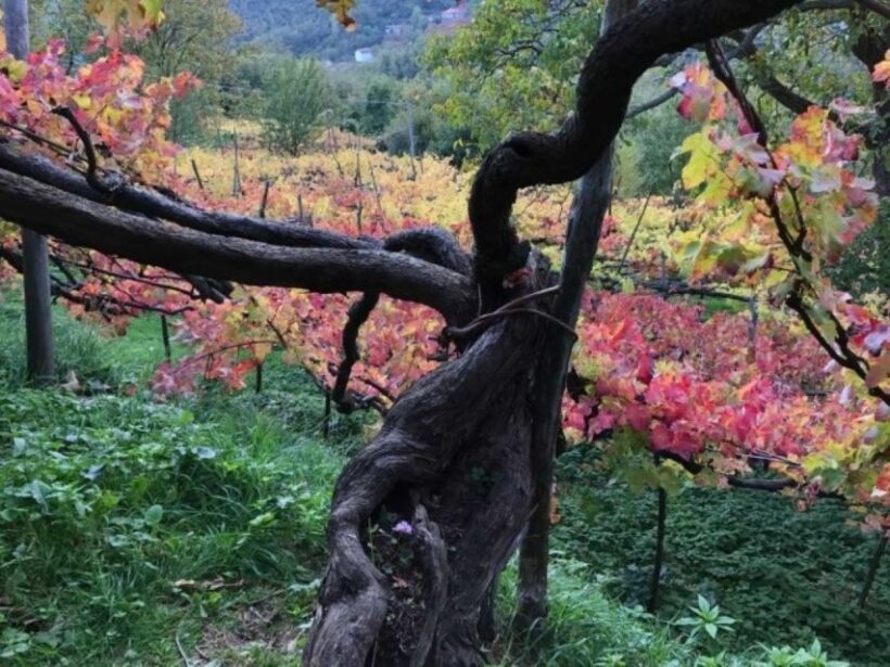 Tramonti: Tenuta San Francesco Wine Tasting - Practical Details You Should Know