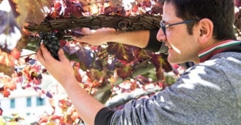 Tramonti: Vineyard & Winery Tour with Tasting & Appetizers - A Closer Look at the Tour Experience