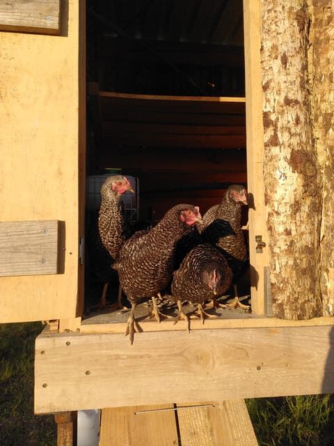 Trancoso: Farm eco-Tour with Tasting - FAQs