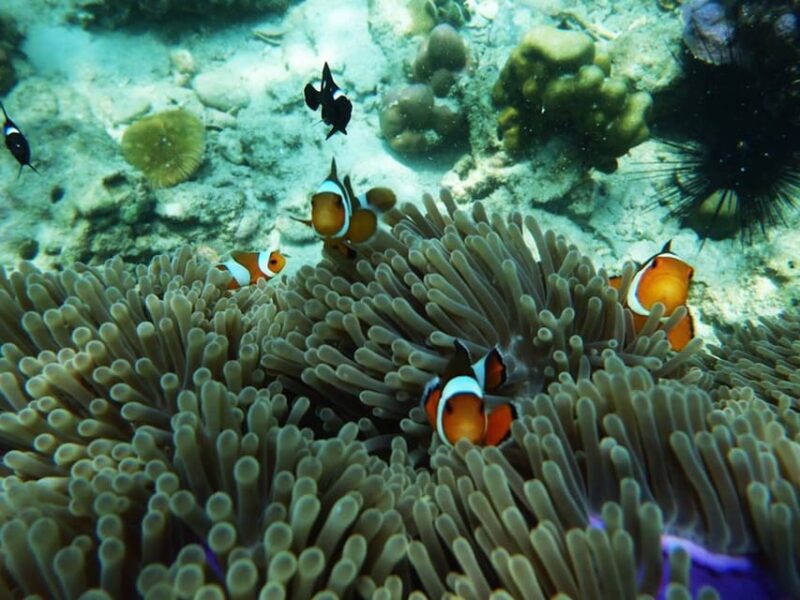 Trang: Emerald Cave, Kradan, Chueak Snorkeling Boat Trip - Who This Tour Is Best For