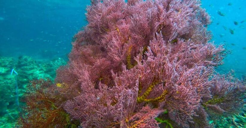 Trang: Full-Day Big Boat Adventure to Kradan & Chueak island - An In-Depth Look at the Tour