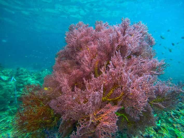 Trang: Full-Day Big Boat Adventure to Kradan & Chueak island - Who Will Love This Tour?