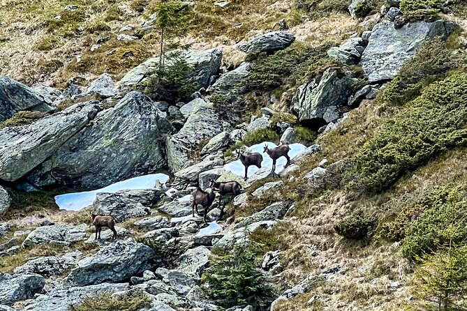 Transfagarasan Highway and Bran Castle Day Trip From Brasov - Frequently Asked Questions