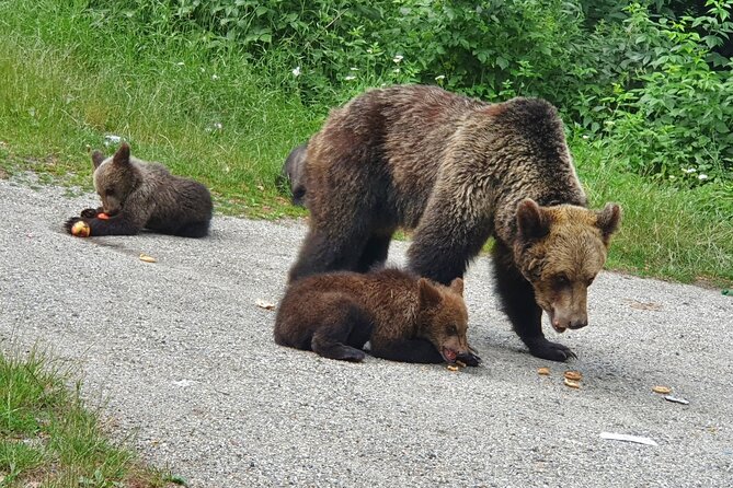 Transfagarasan Road Private Day Trip from Bucharest / The Best Road in the World - The Itinerary: A Day of Highlights