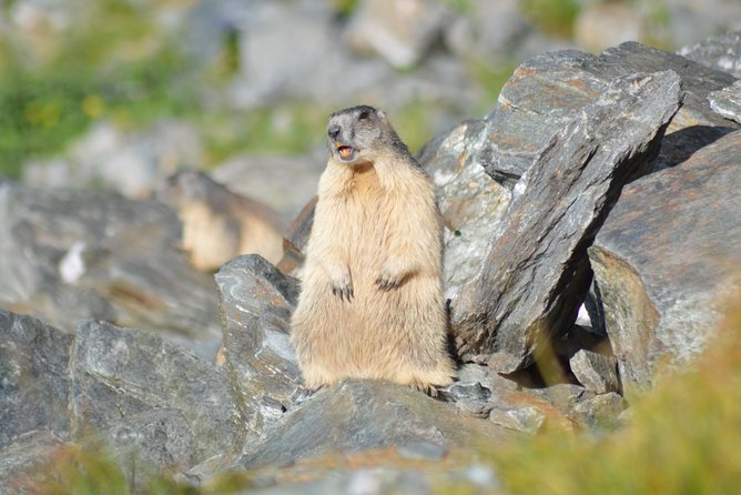 Transfagarasan, Vidraru and Poenari Fortress Tour from Sibiu - Whats Included and What to Consider