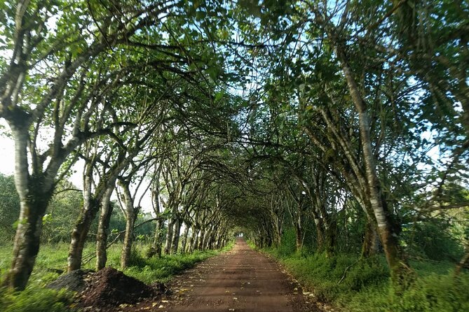 Transfer Airport-Hotel in Galapagos Santa Cruz With Visit to Giant Tortoises - Giant Tortoise Reserve