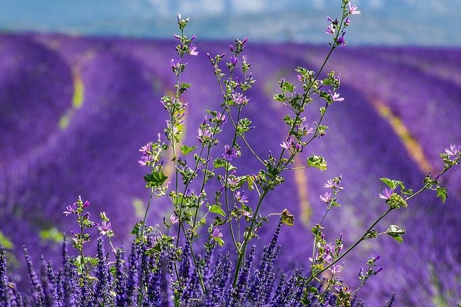 Transfer Marseille Airport  Cruise Port Terminal - The Experience in Detail