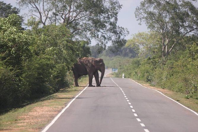 Transfers shuttle and Taxi services from Kandy - Real Traveler Perspectives