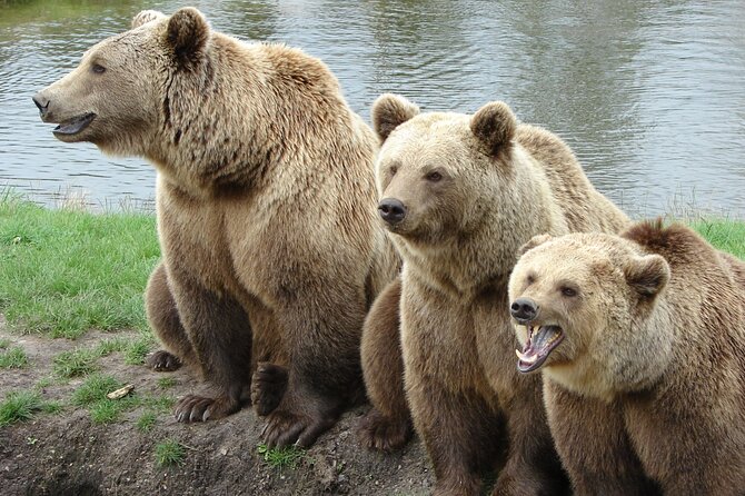 Transfgran Highway & Sibiu - Premium Private Tour from Braov - Key Points