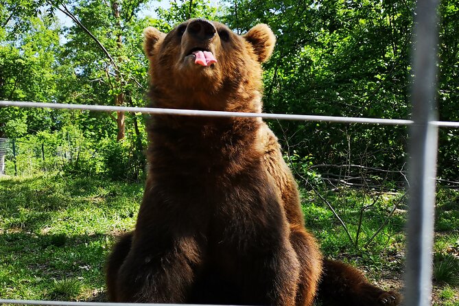 Transfgran Highway & Sibiu - Premium Private Tour from Braov - Who Should Consider This Tour?