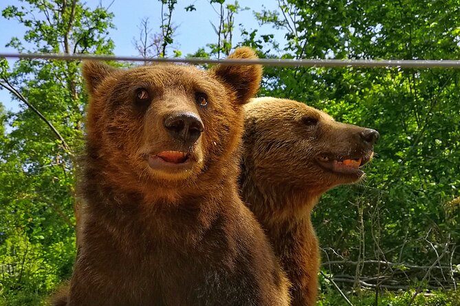 Transfgran Highway & Sibiu - Premium Private Tour from Braov - The Sum Up: Is This Tour Right for You?